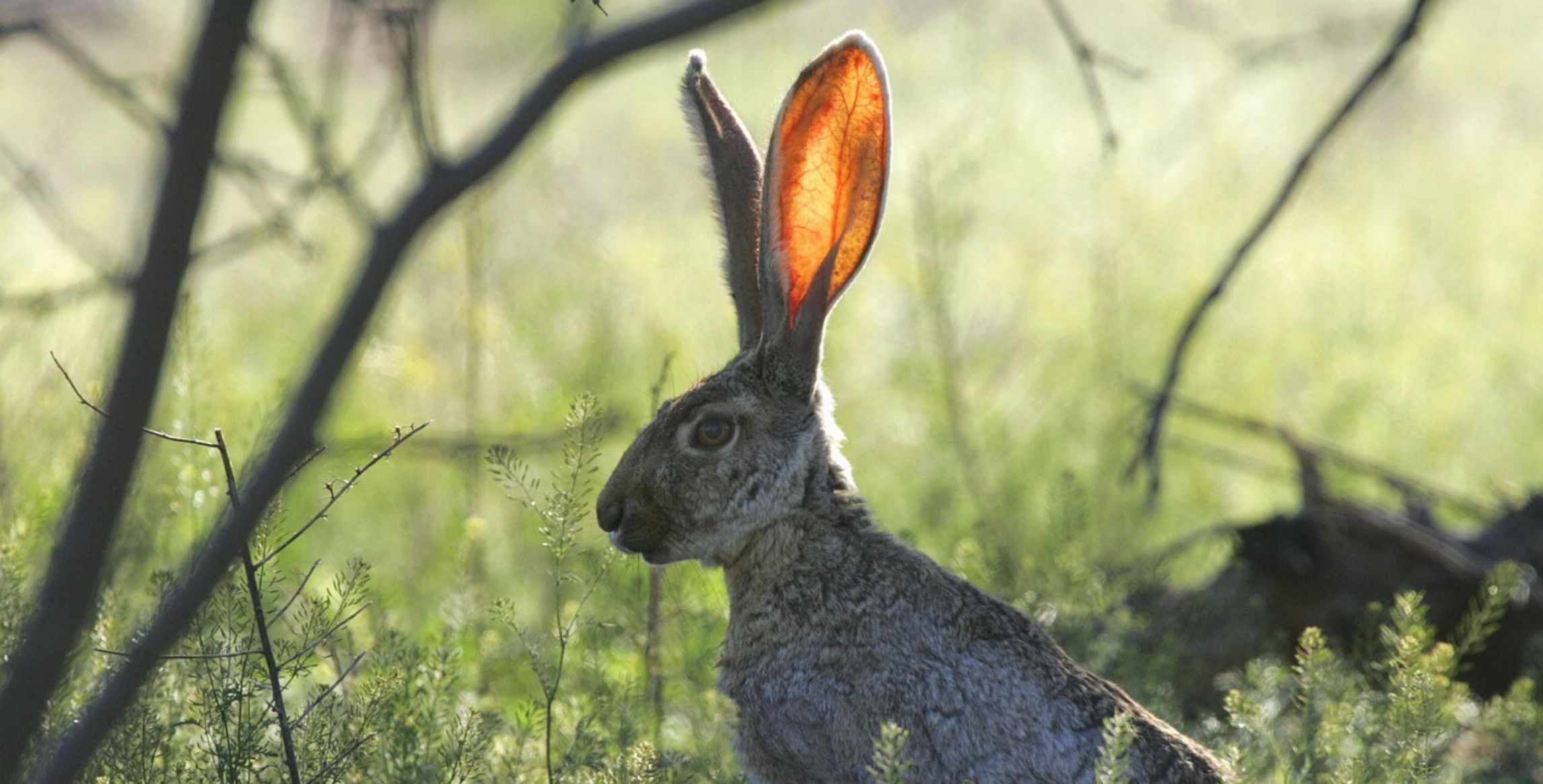 Hyperacusis: wanneer je overgevoelig bent voor geluid - Psychologie ...
